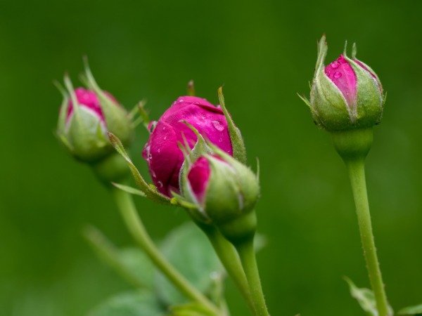 Solve Spring Begins jigsaw puzzle online with 63 pieces