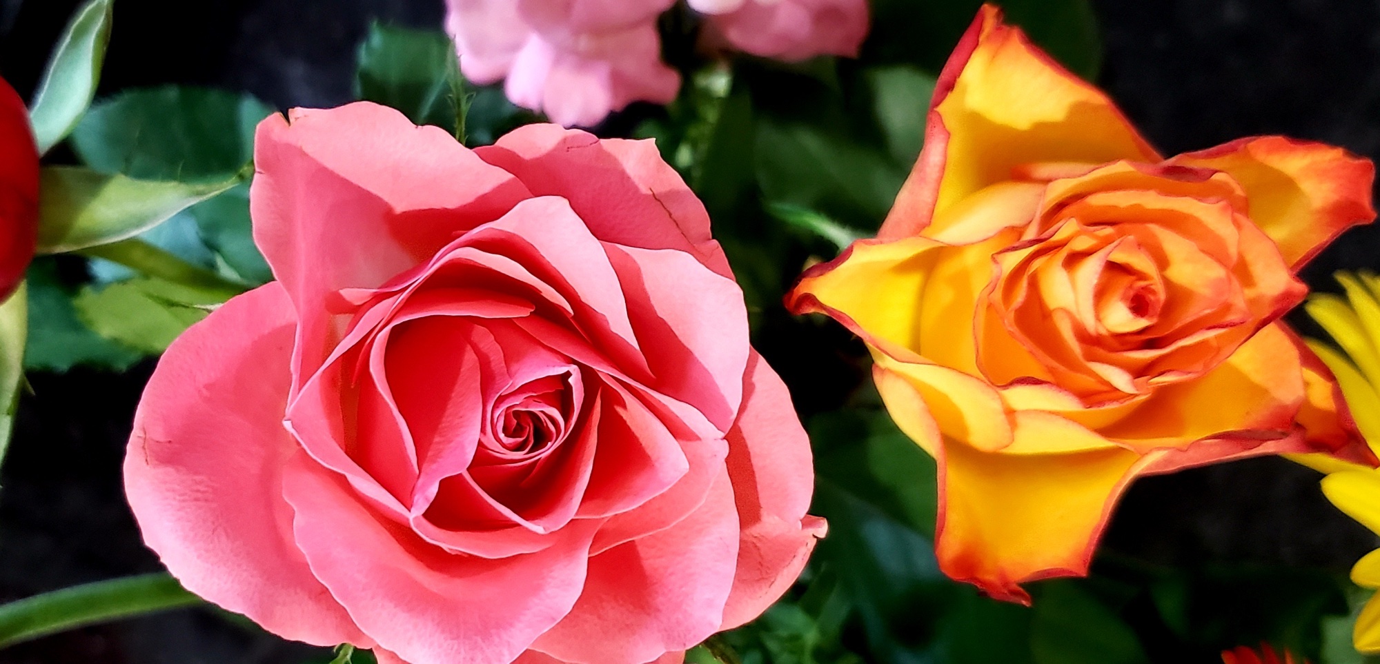 Solve Roses jigsaw puzzle online with 50 pieces