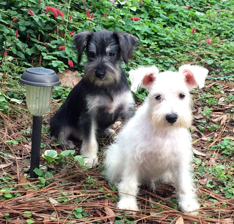 Solve Beau gets a new brother and sister! jigsaw puzzle online with 16 ...