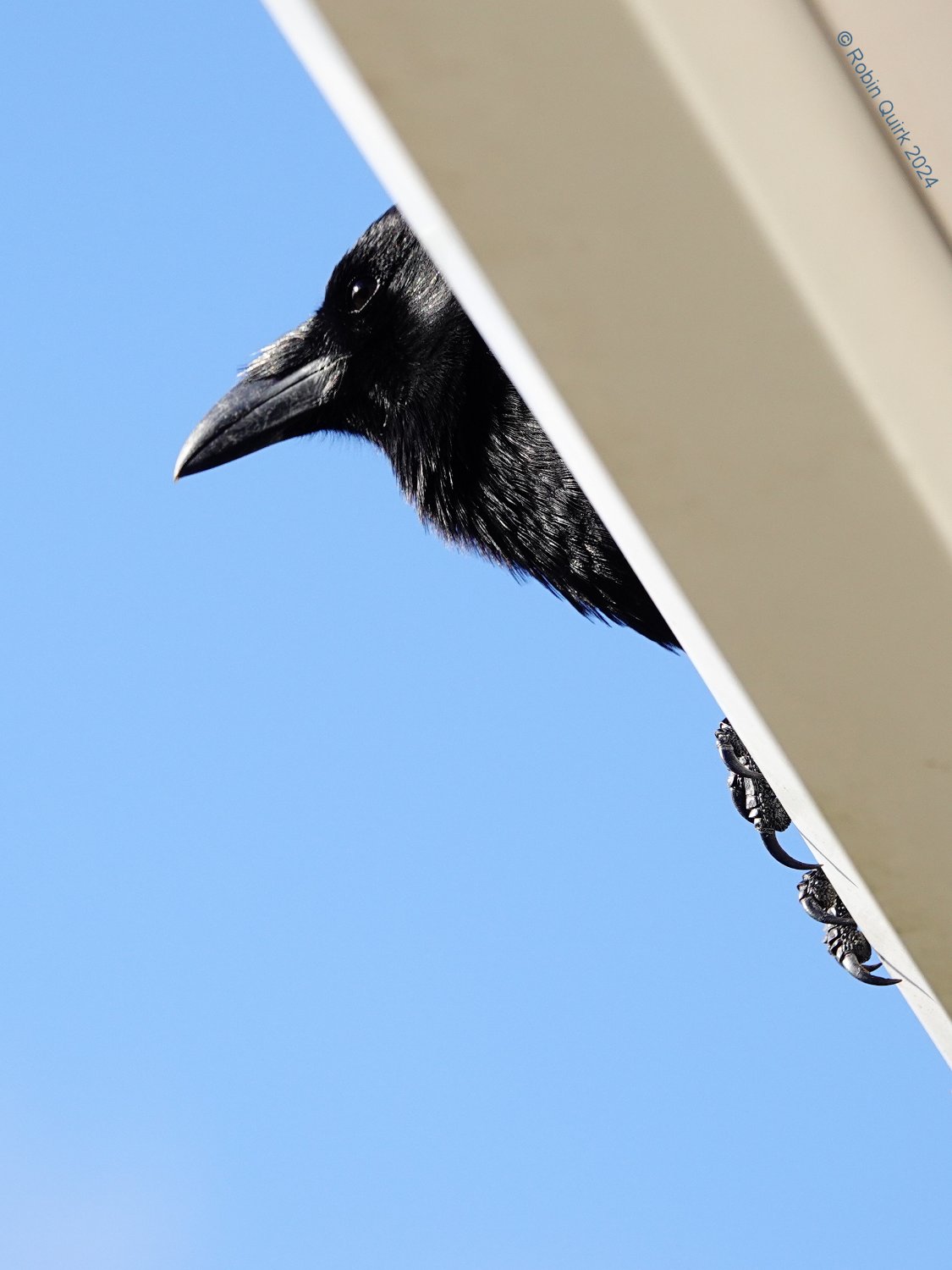 Solve Little Crow jigsaw puzzle online with 63 pieces