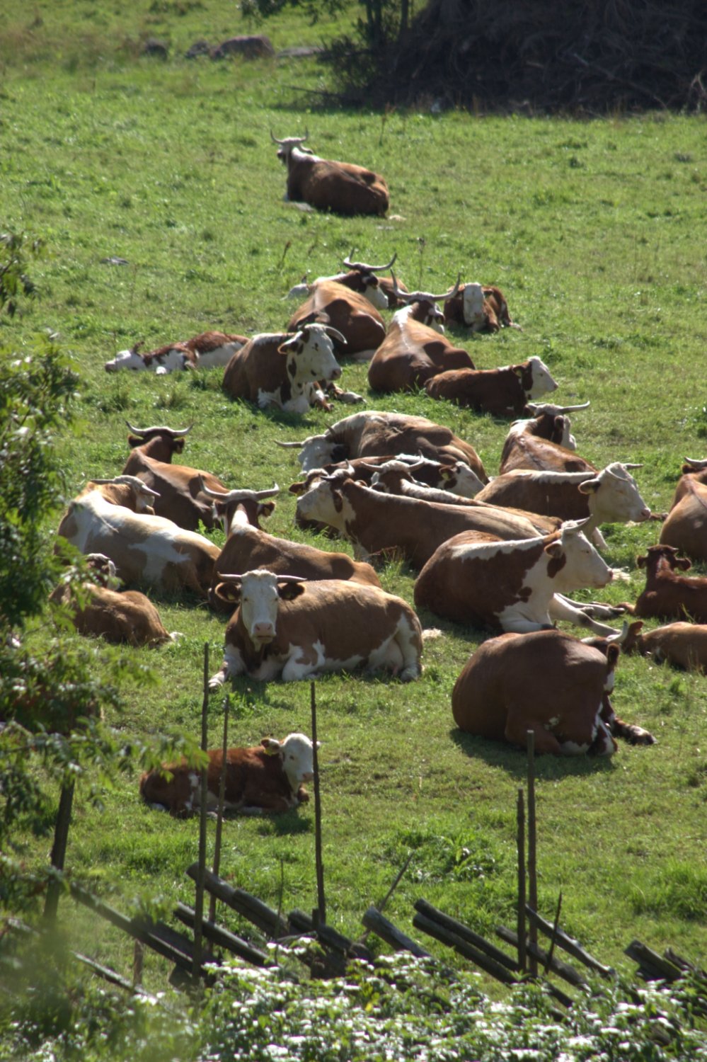 Solve Beef cattle ruminating in a meadow jigsaw puzzle online with 187 ...