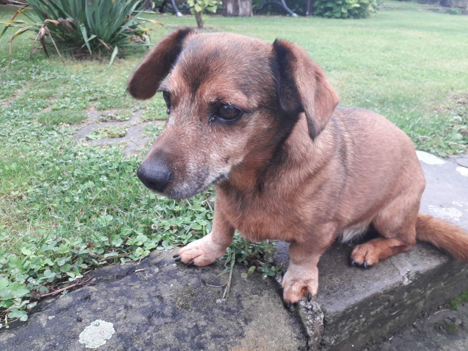 Solve haf-haf jigsaw puzzle online with 99 pieces