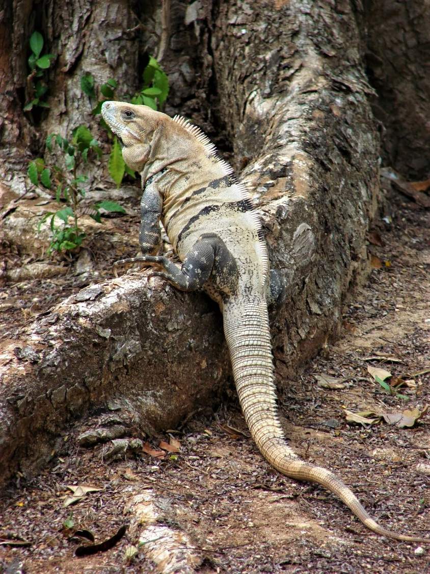 Jigsaw Puzzle | 63 Teile | Iguana - Belize. They climb trees and fall ...