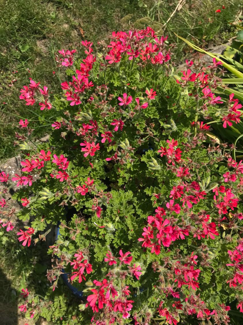 Solve Geranium Cordifolium jigsaw puzzle online with 63 pieces