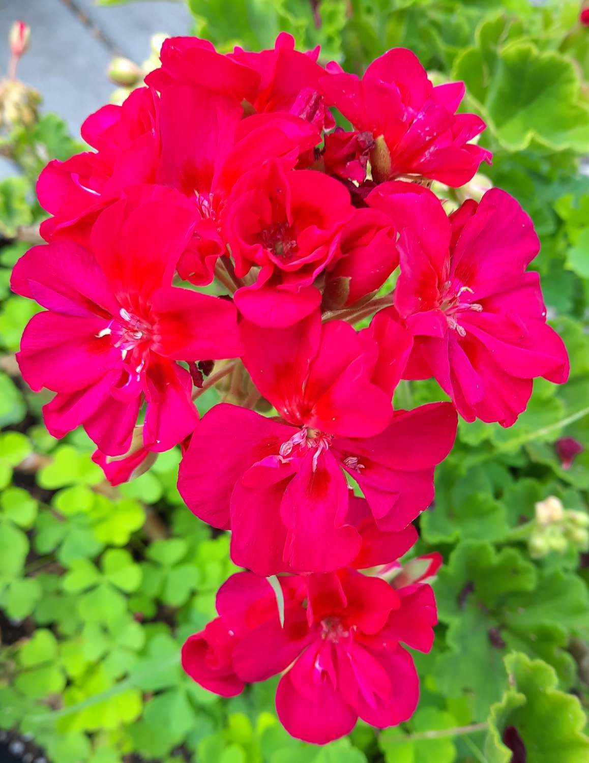 Solve Vibrant pink geranium jigsaw puzzle online with 154 pieces