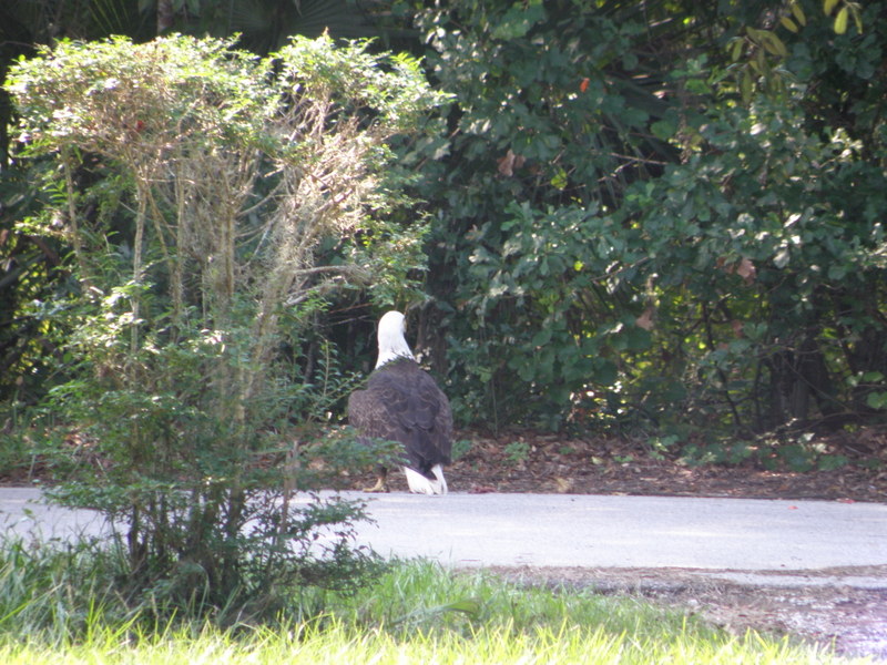 Solve THEME: "Birds" (This large Bald Eagle was scavenging road kill in ...