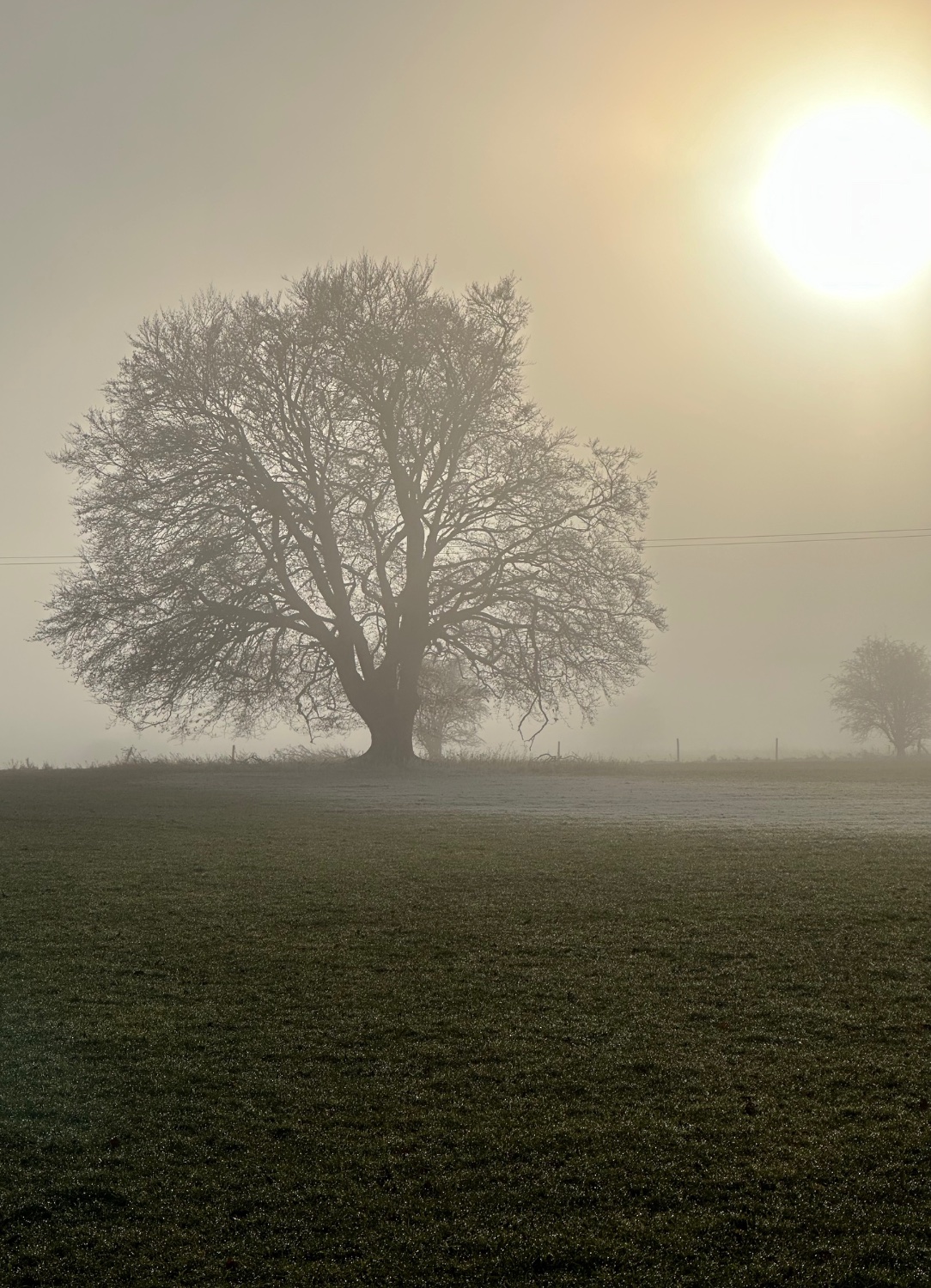 Solve Winter mists 1 jigsaw puzzle online with 96 pieces