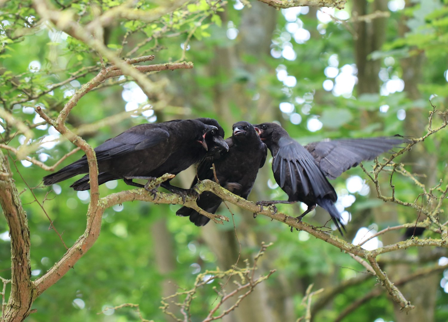 Solve It's not easy being a crow parent jigsaw puzzle online with 35 pieces