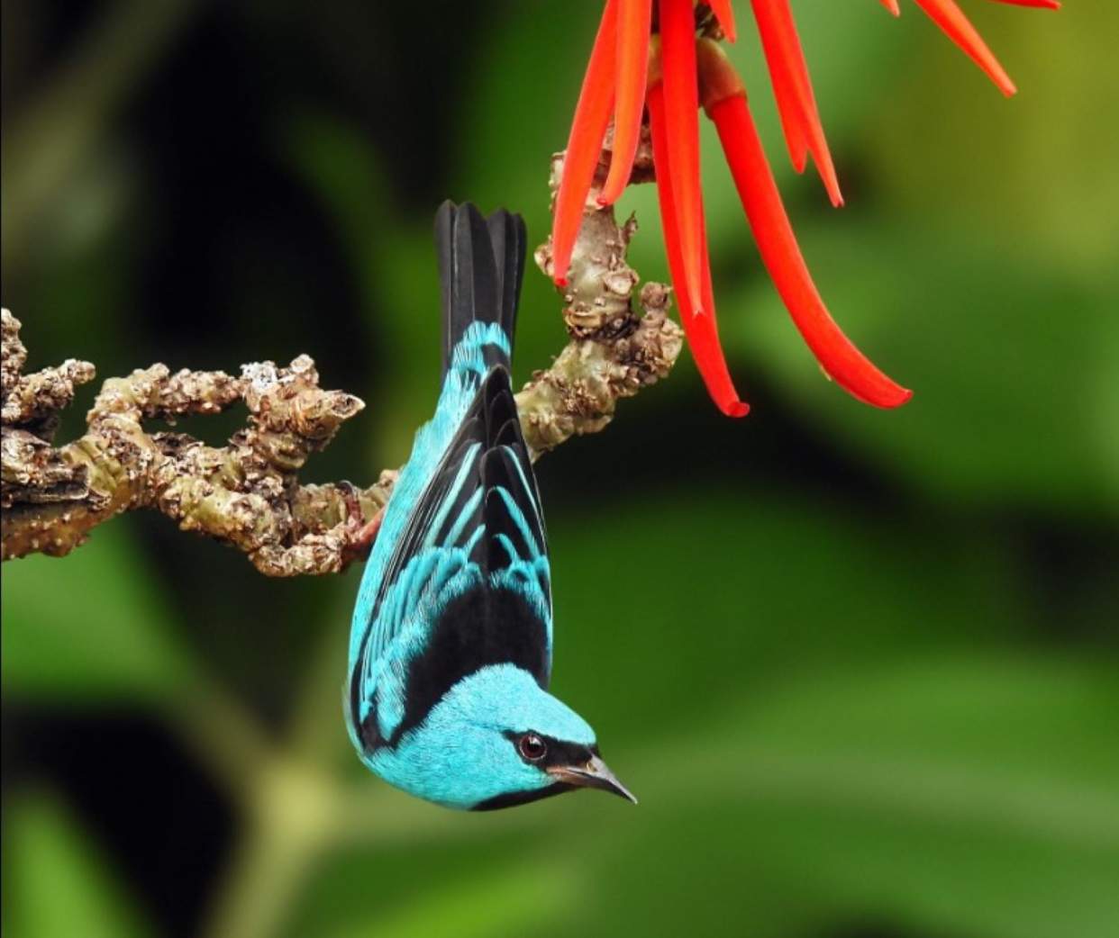 Solve Colorful Nature jigsaw puzzle online with 30 pieces