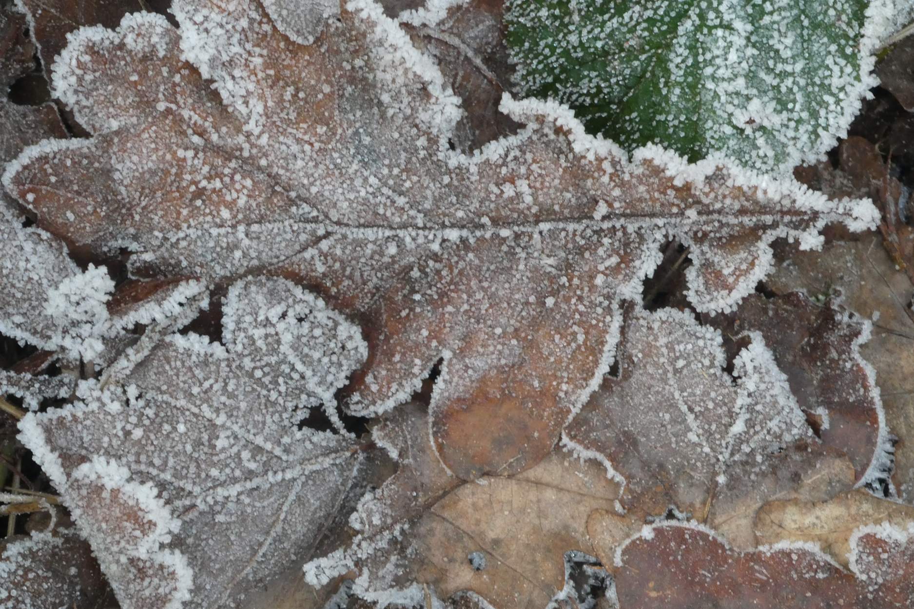 Solve Ice cold oak leafs jigsaw puzzle online with 150 pieces