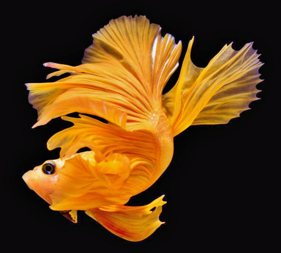 Solve Betta Fish jigsaw puzzle online with 30 pieces