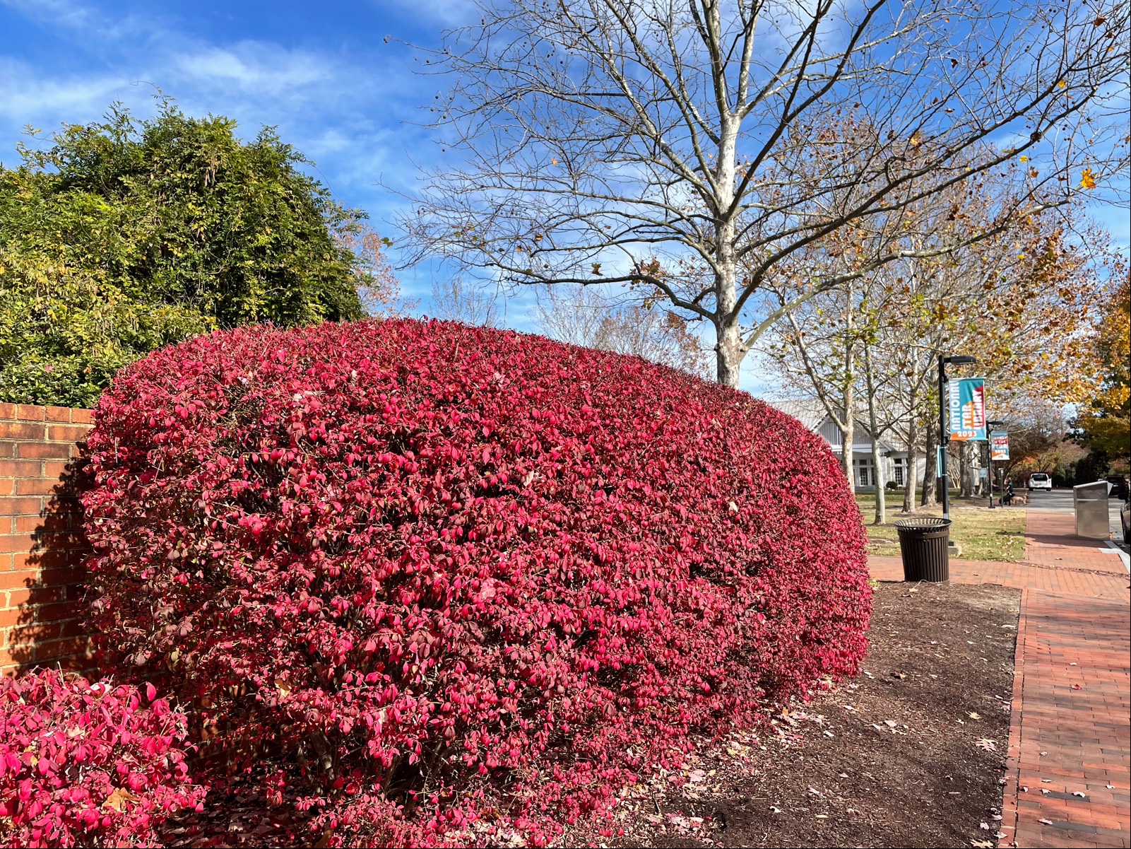 Jigsaw Puzzle | Clifford the big red bush | 266 pieces | Jigidi