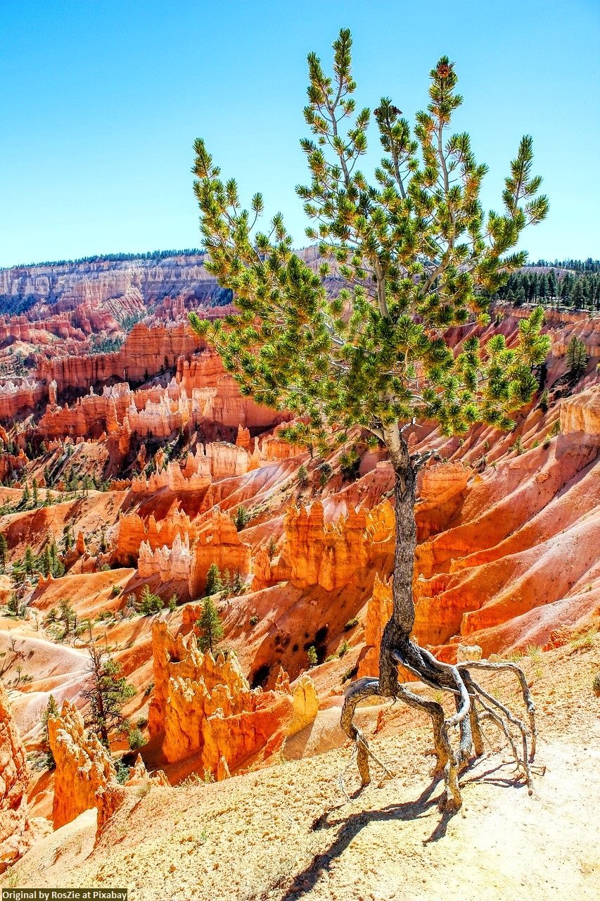 Solve Bristlecone Pine - Bryce Canyon National Park, Utah, USA jigsaw ...