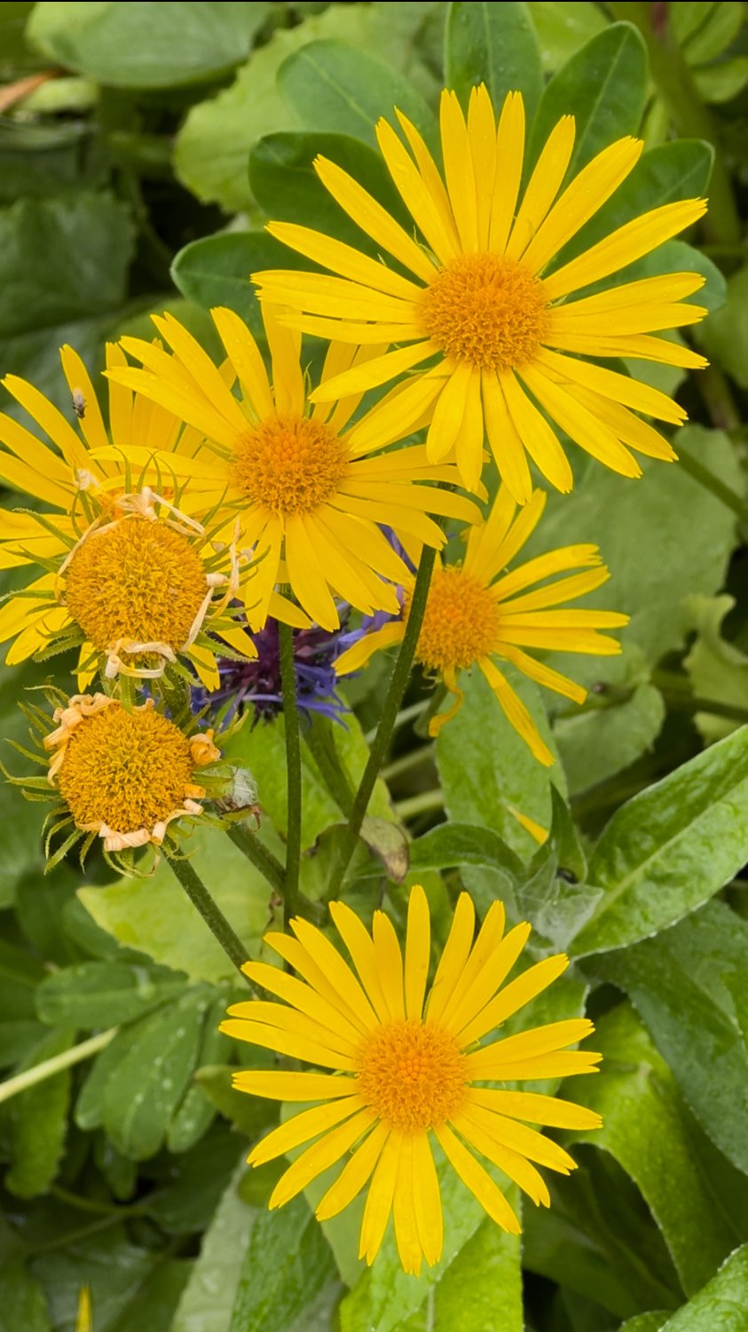 Solve Pretty Yellow Flowers jigsaw puzzle online with 66 pieces