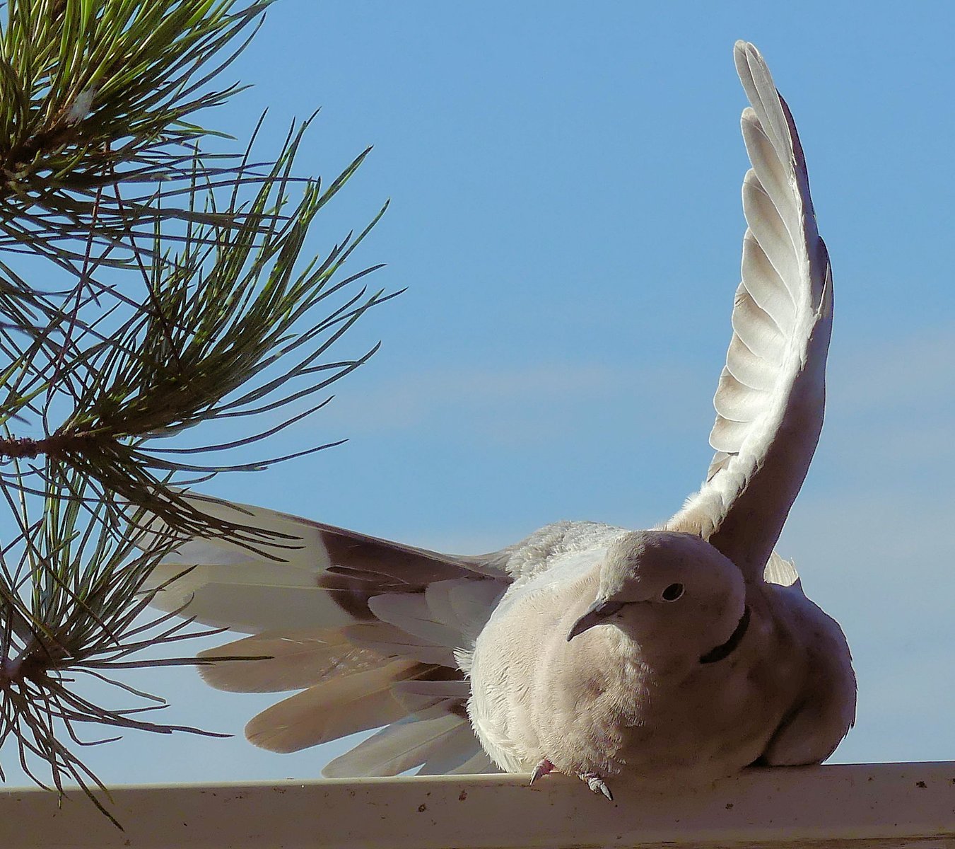 Solve a very happy dove!!! jigsaw puzzle online with 42 pieces