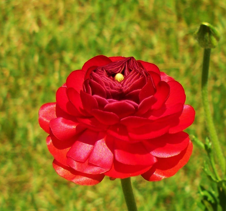 Solve Ranunculus jigsaw puzzle online with 16 pieces