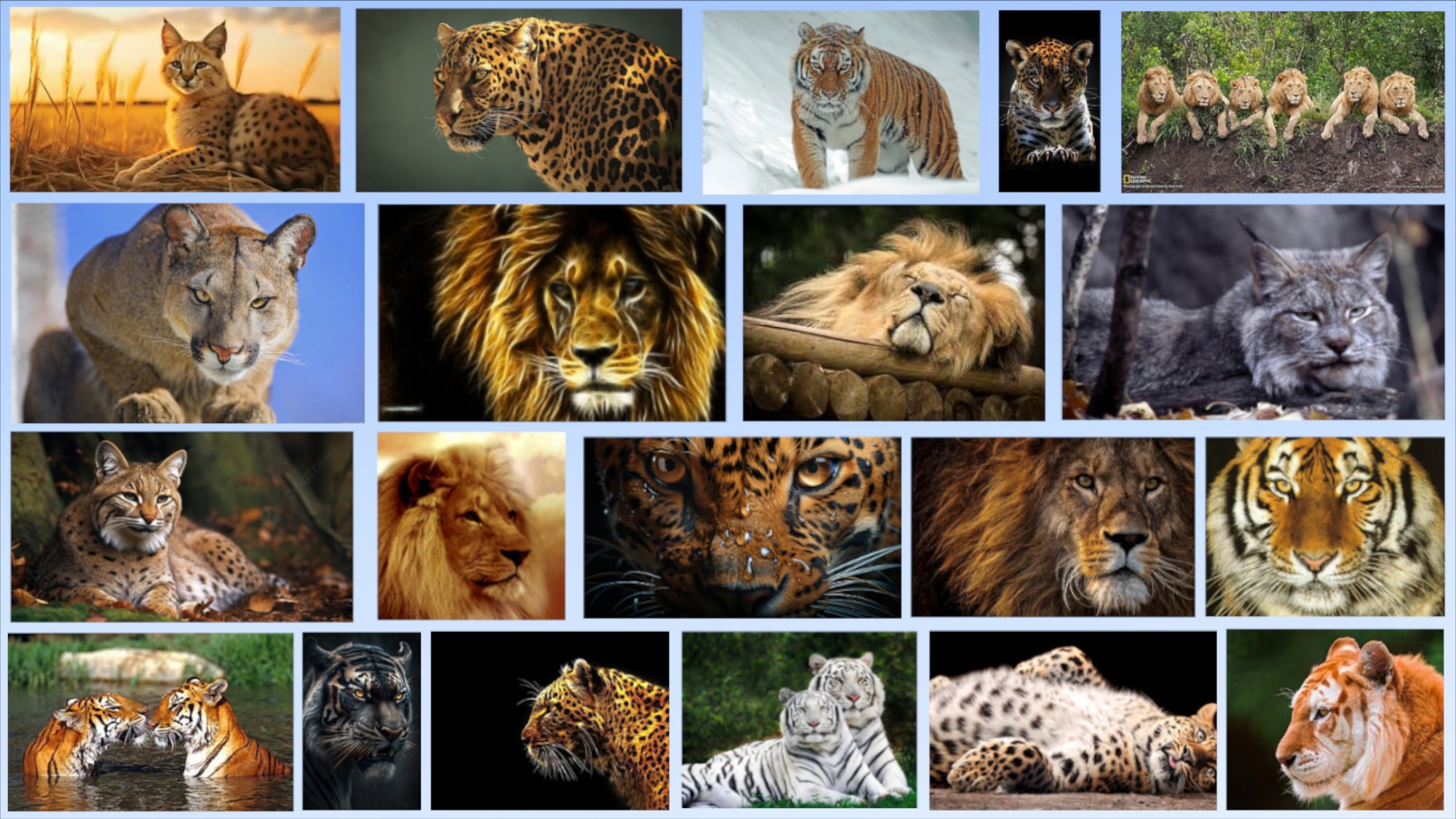 Jigsaw Puzzle | 104 pieces | predator cats big cats | Jigidi