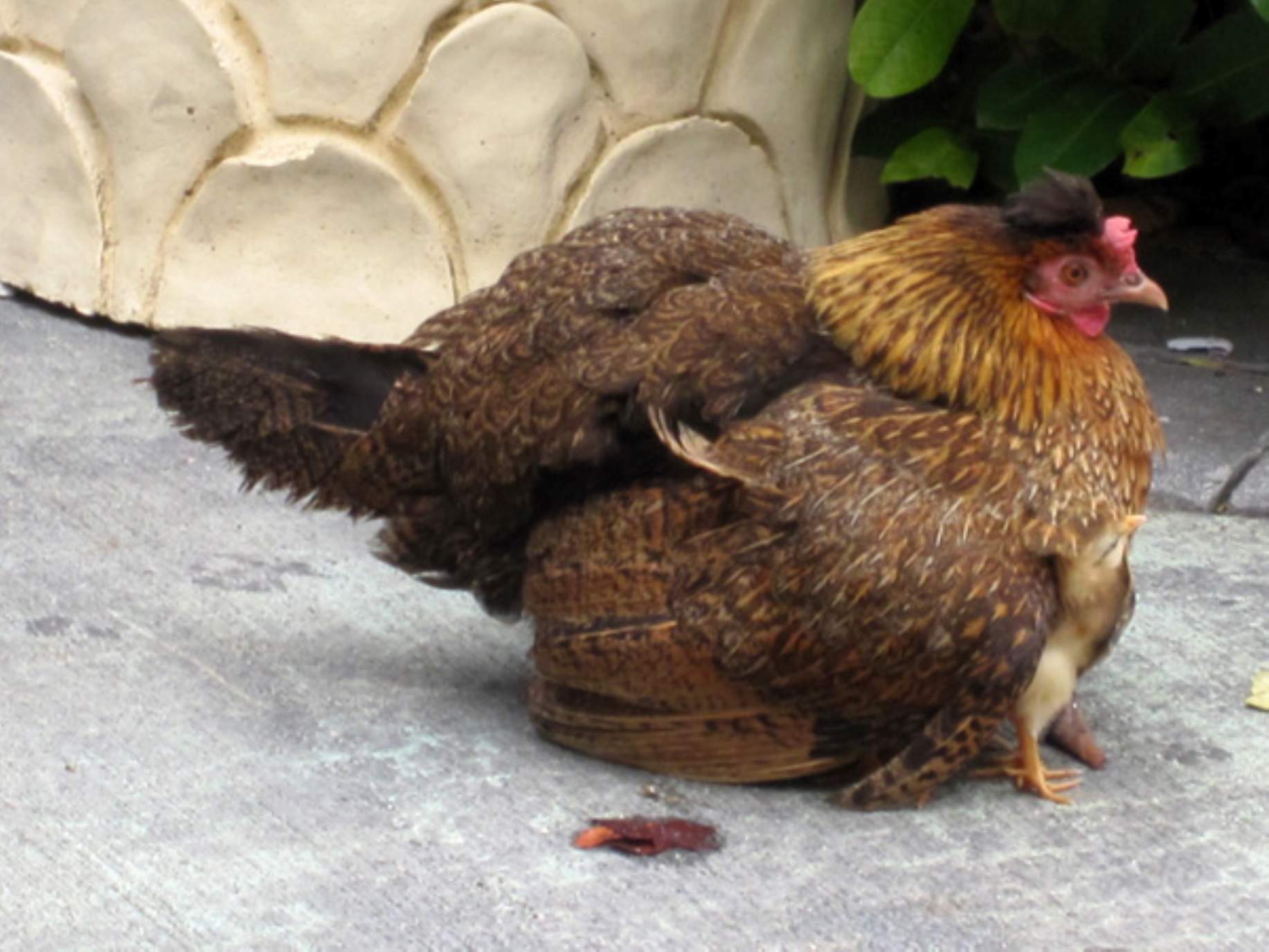 Jigsaw Puzzle | 165 pieces | Grand Cayman Chicken and Family (large ...