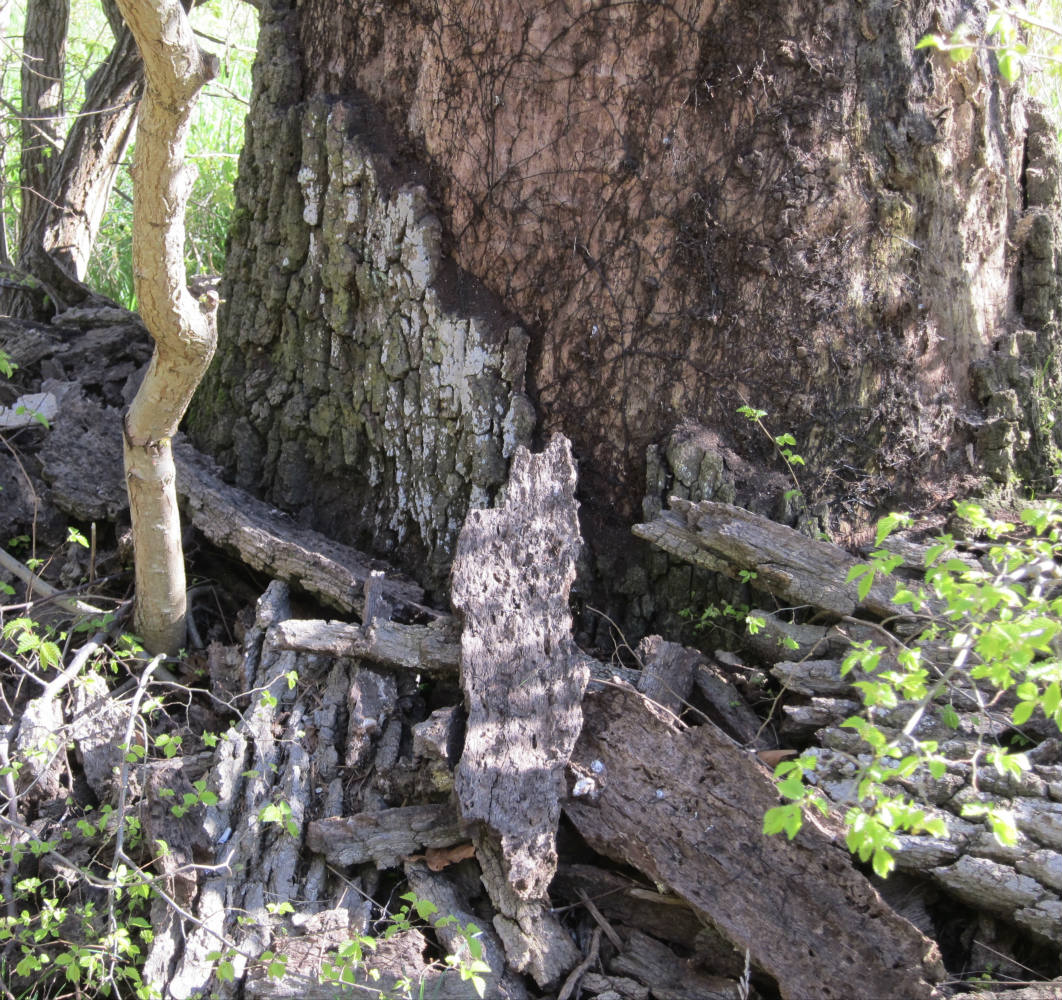 Puzzle | 110 piezas | Tree bark | Jigidi