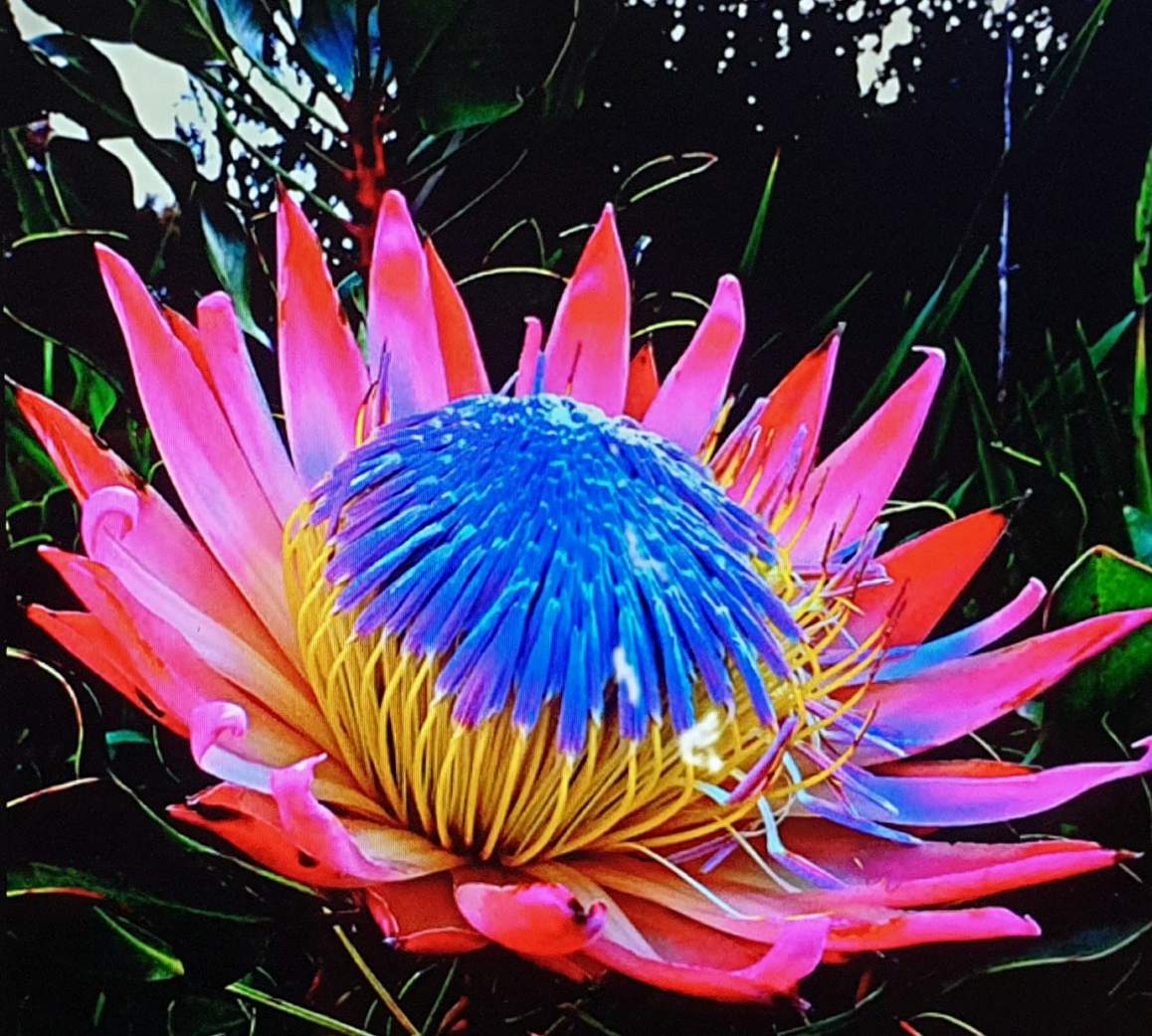 Solve KING PROTEA jigsaw puzzle online with 30 pieces