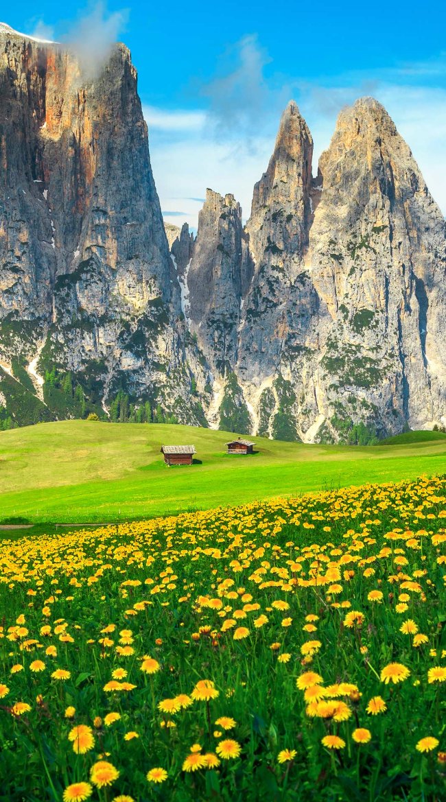 Solve Dandelions at Alpe di Siusi, a Dolomite plateau and the largest ...