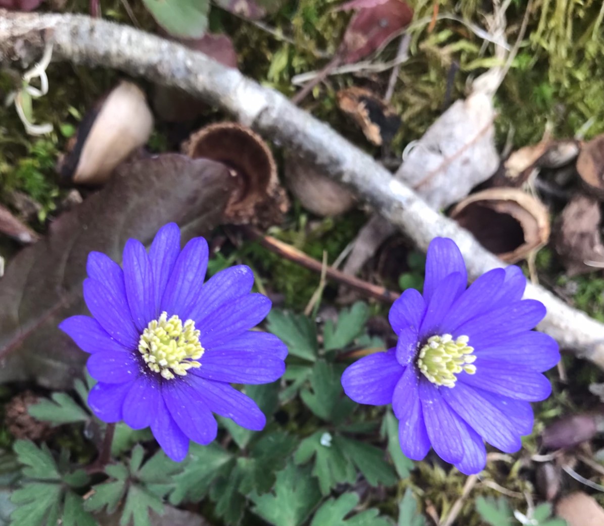 Solve Wind Flowers jigsaw puzzle online with 30 pieces