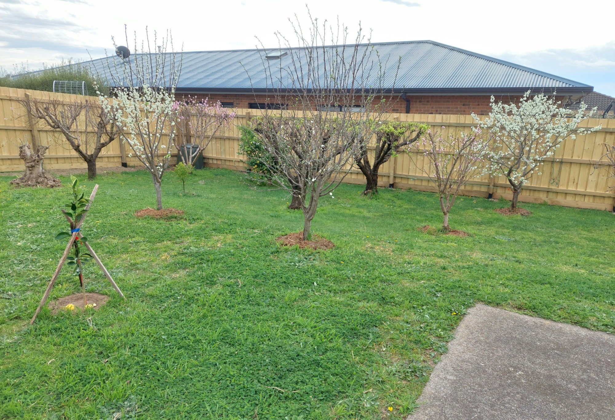 Solve Some of my fruit trees at the back of the house turning ''Furry ...
