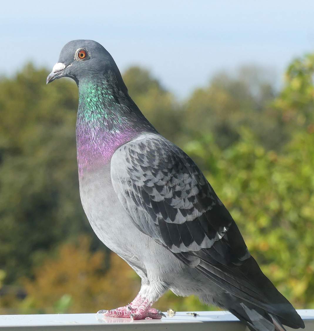 Solve pigeon on my balcony (stadsduif) jigsaw puzzle online with 64 pieces