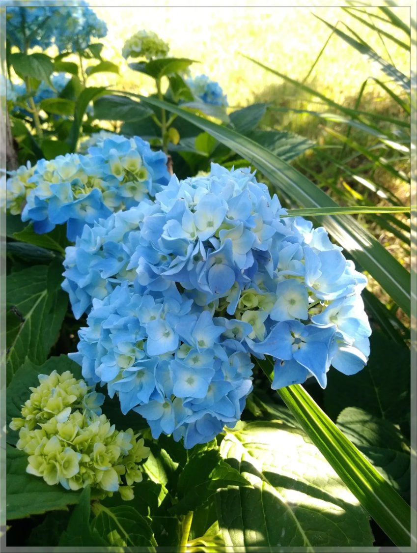 Solve Blue is good - Modrá je dobrá jigsaw puzzle online with 12 pieces