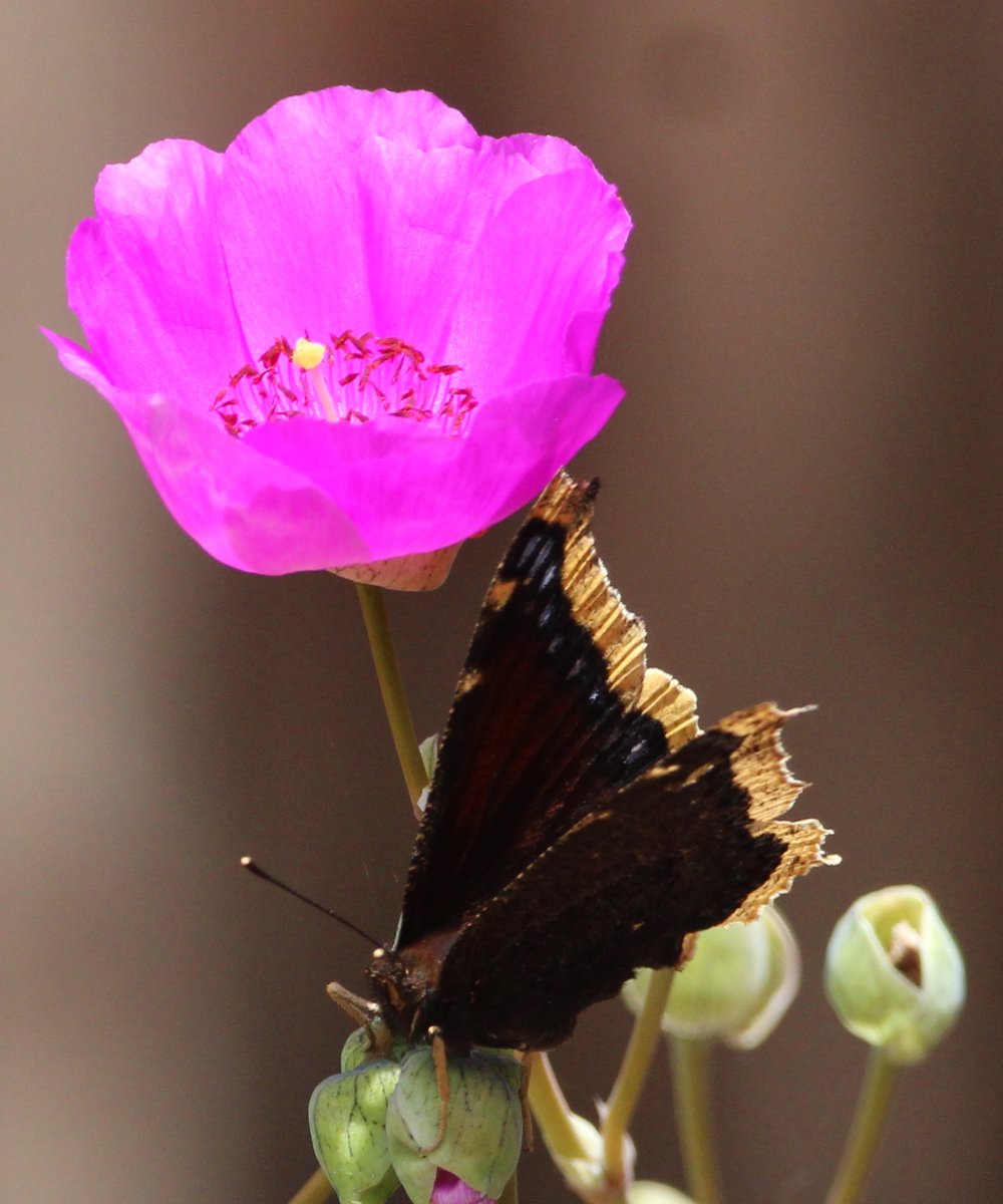 Solve Mourning Cloak Butterfly on Rock Purslane in my back yard, San ...
