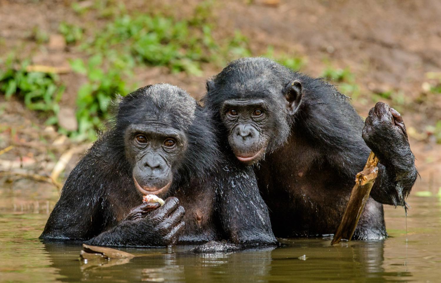 Solve Two Bonobos in The Democratic Republic of Congo jigsaw puzzle ...