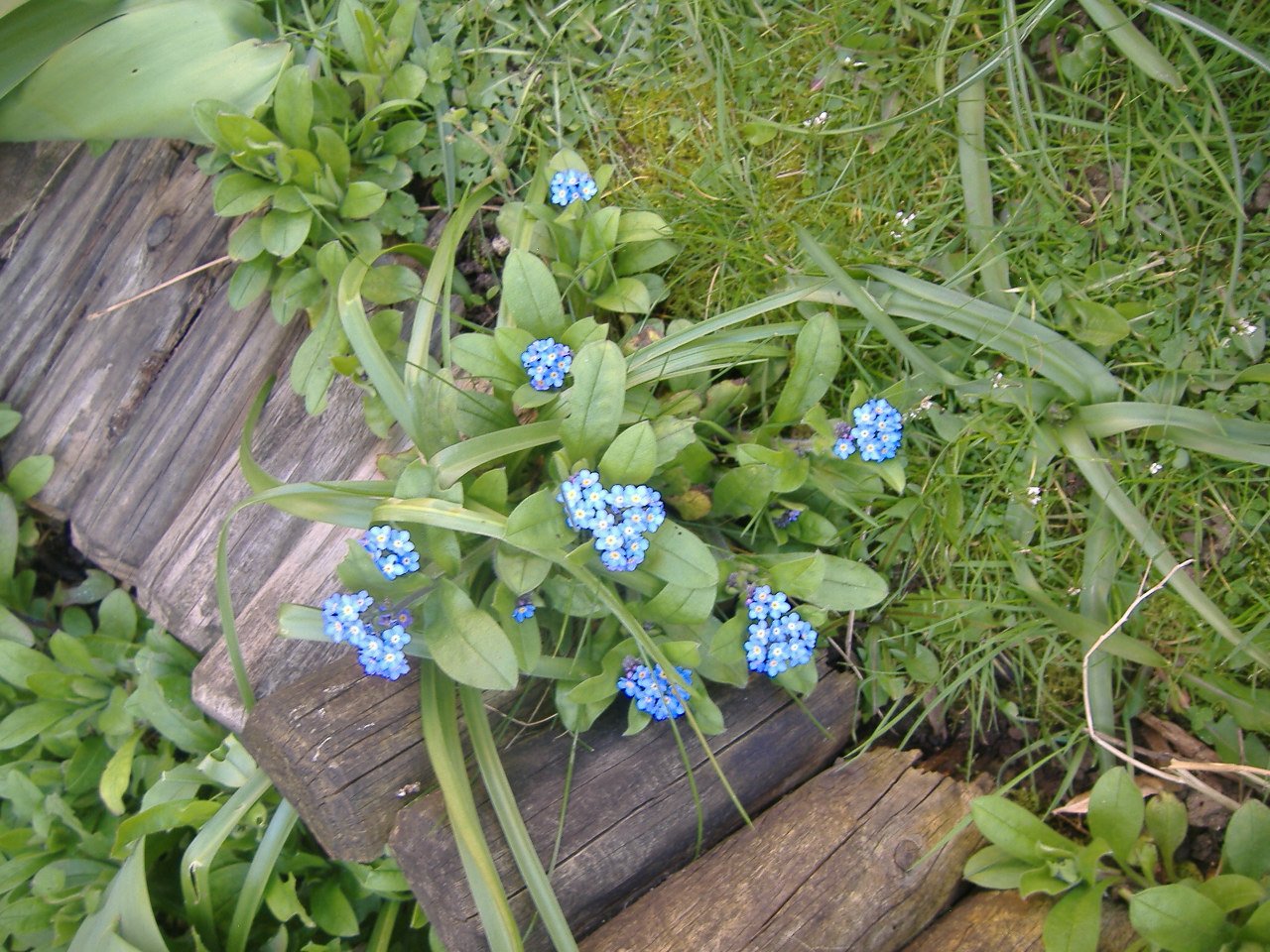 Solve Seasonal Nature - Spring - Garden 2026 - Forget me Nots (Resize ...