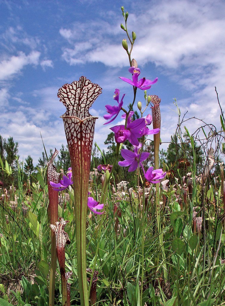 Solve Wetlands Abloom! jigsaw puzzle online with 70 pieces