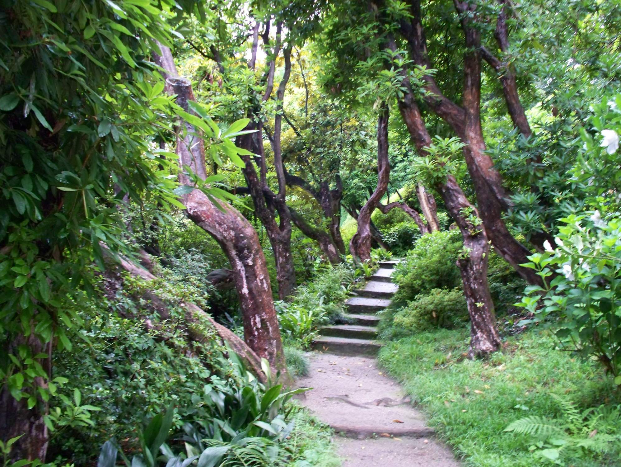 Solve Shaded trail jigsaw puzzle online with 221 pieces