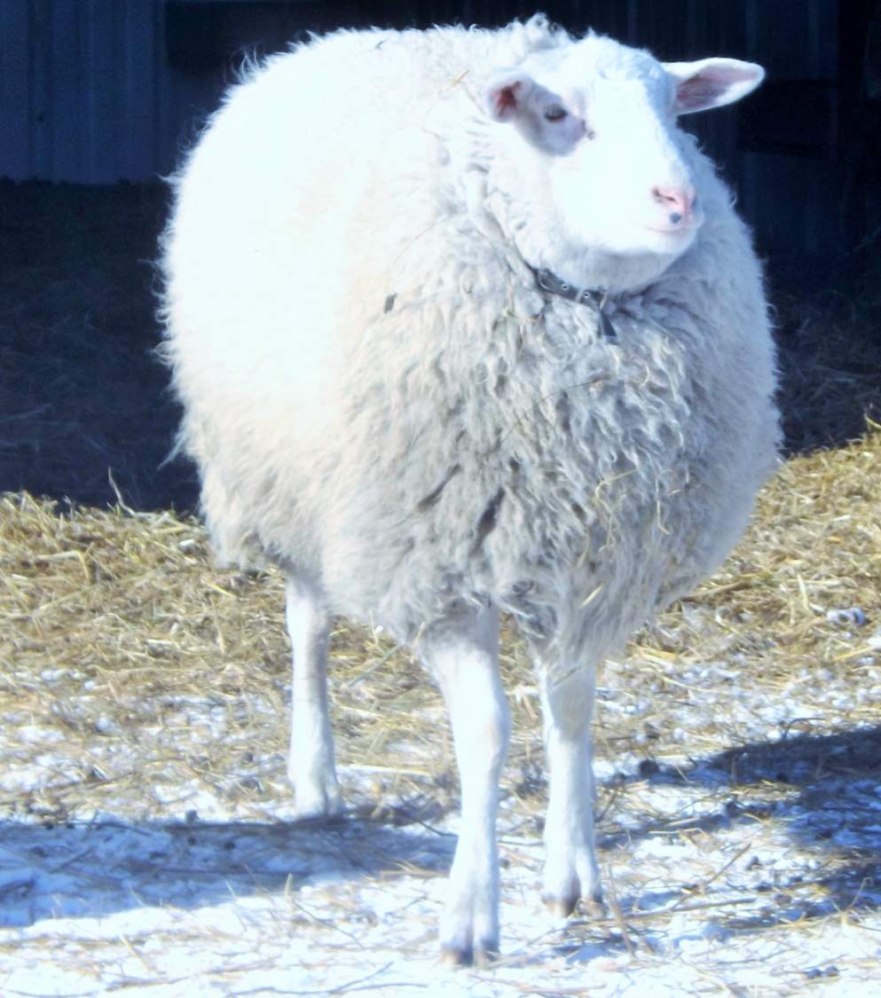 Solve FAT FLUFFY EWE jigsaw puzzle online with 72 pieces