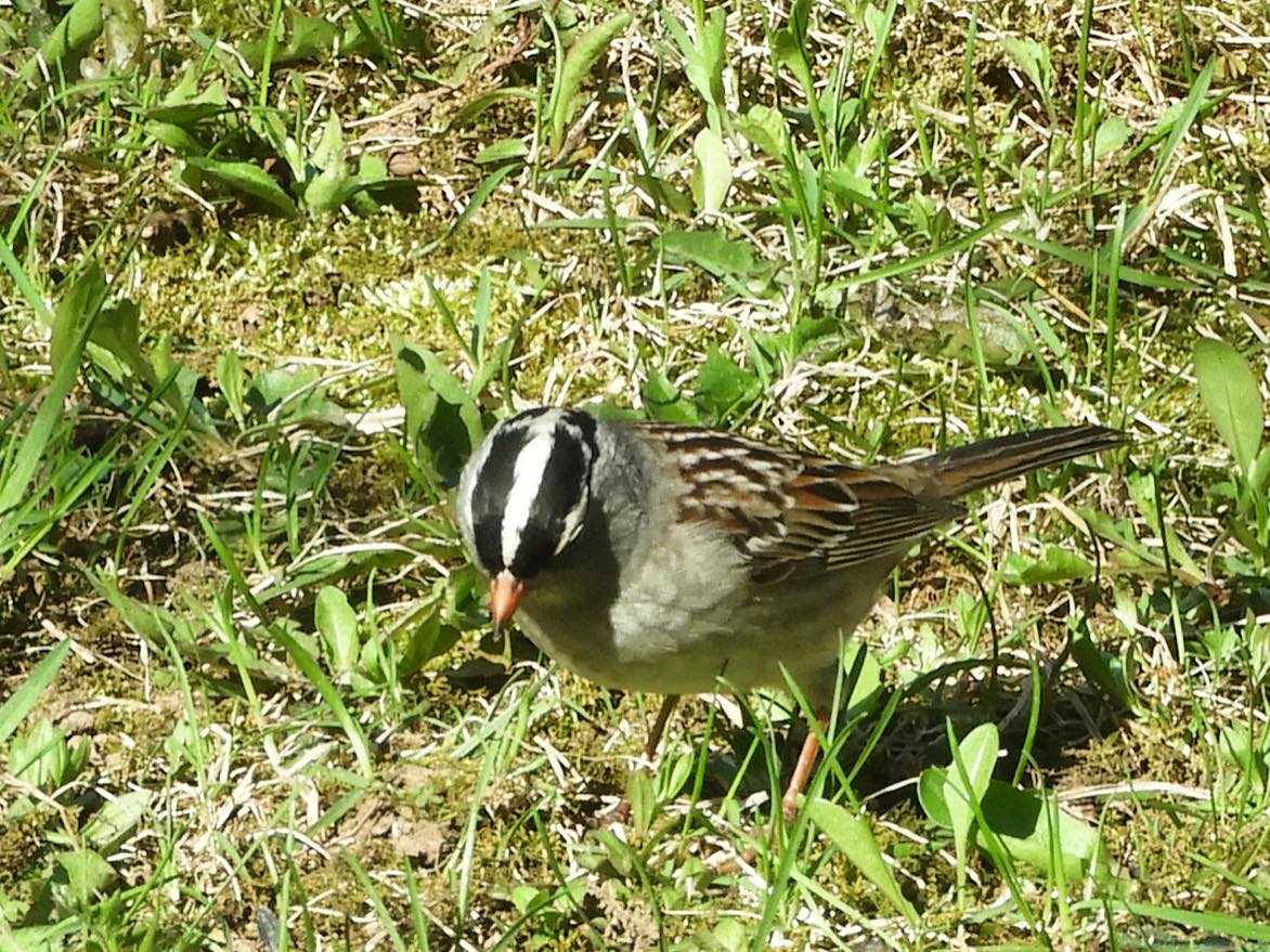 Jigsaw Puzzle | White-crowned sparrow | 20 pieces | Jigidi