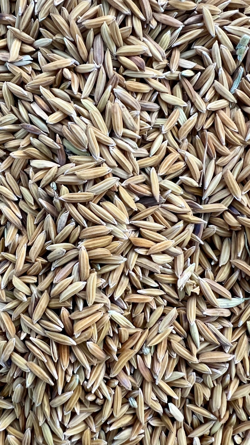 Solve Grains of rice with hull jigsaw puzzle online with 66 pieces