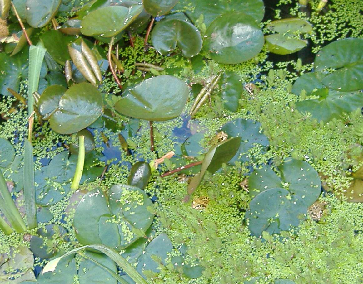 Solve 2023 - July - Frogs in the Pond - How Many? jigsaw puzzle online ...