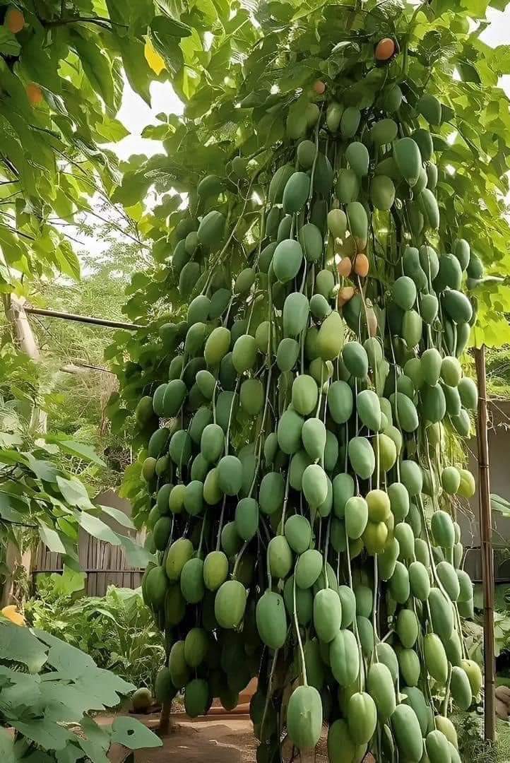 Jigsaw Puzzle | Mango tree | 234 pieces | Jigidi