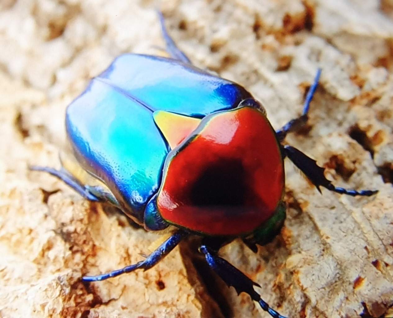 Solve BEAUTIFUL SPLENDID SCARAB jigsaw puzzle online with 30 pieces