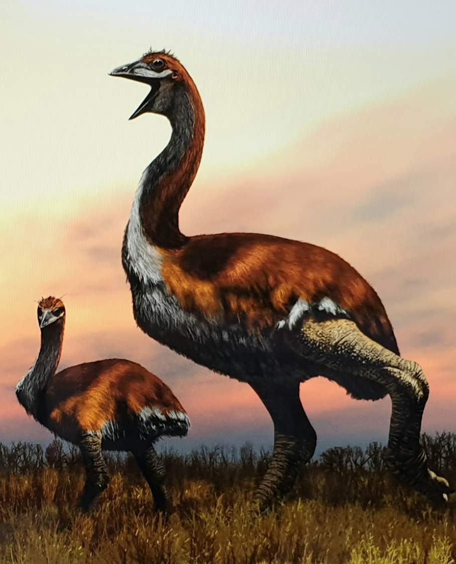 Jigsaw Puzzle | ELEPHANT BIRD | 30 pieces | Jigidi