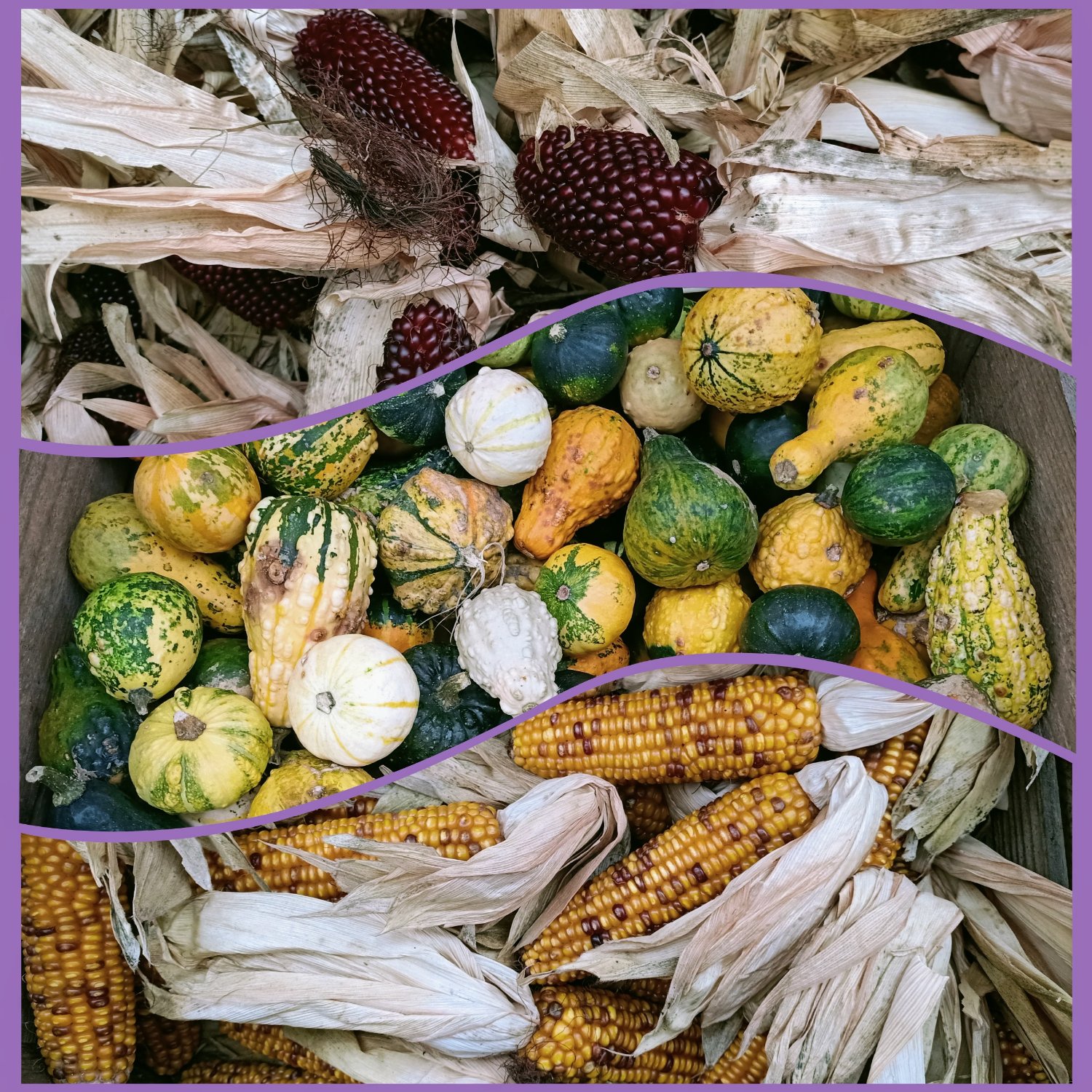 Solve Corn on the cob and gourds mix. 🇳🇱 jigsaw puzzle online with 225 ...