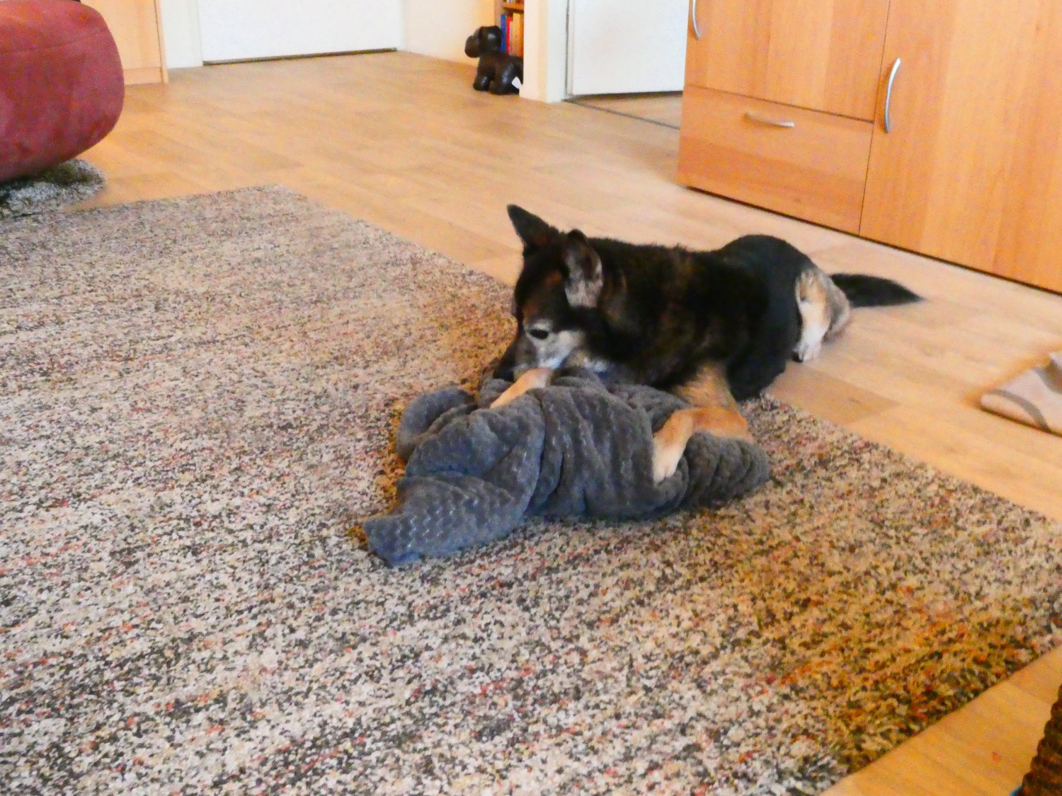 Solve Shenna rumping around with her soft blanket jigsaw puzzle online ...