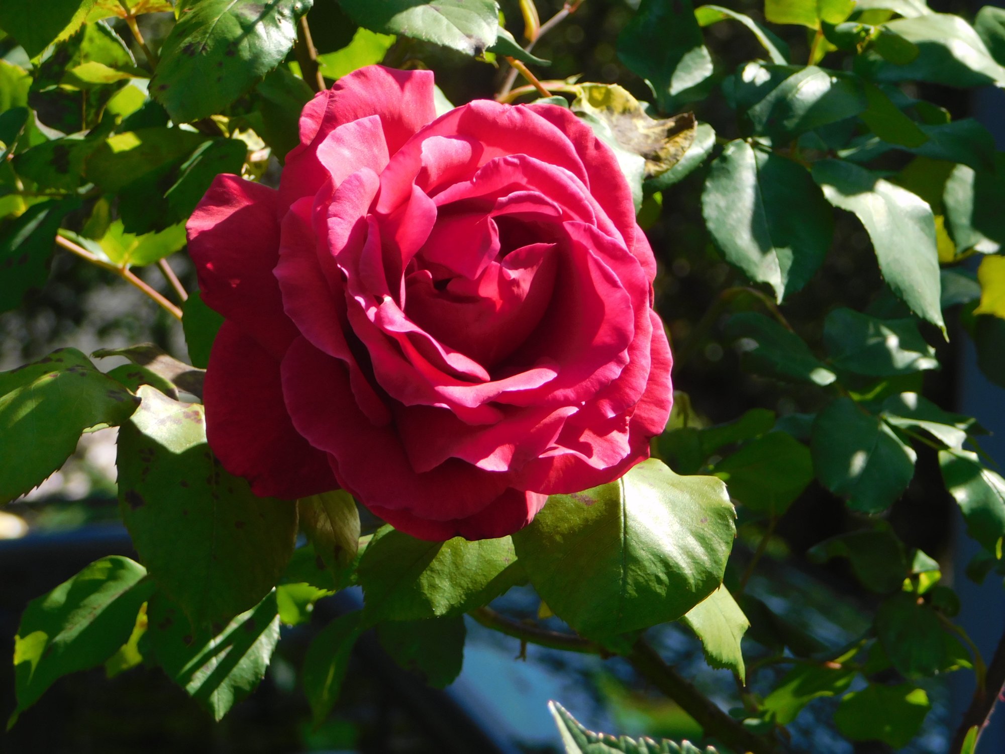 Solve A rose by any other name jigsaw puzzle online with 80 pieces