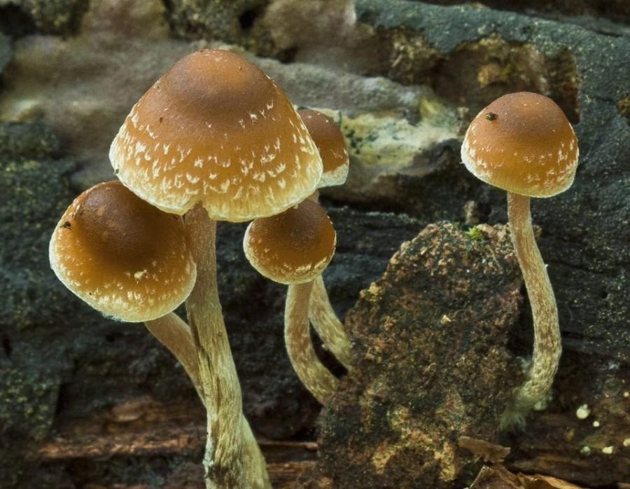 Solve Blue Foot jigsaw puzzle online with 35 pieces