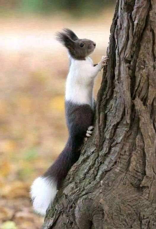 Solve two tone squirrel. jigsaw puzzle online with 77 pieces