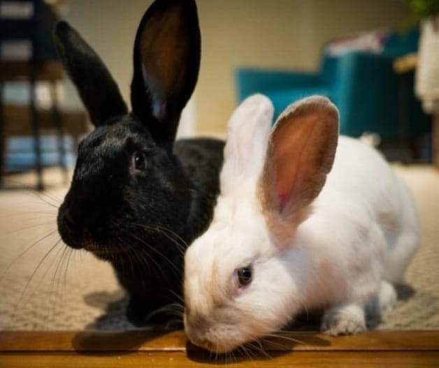 Solve Rabbit Rabbit jigsaw puzzle online with 42 pieces