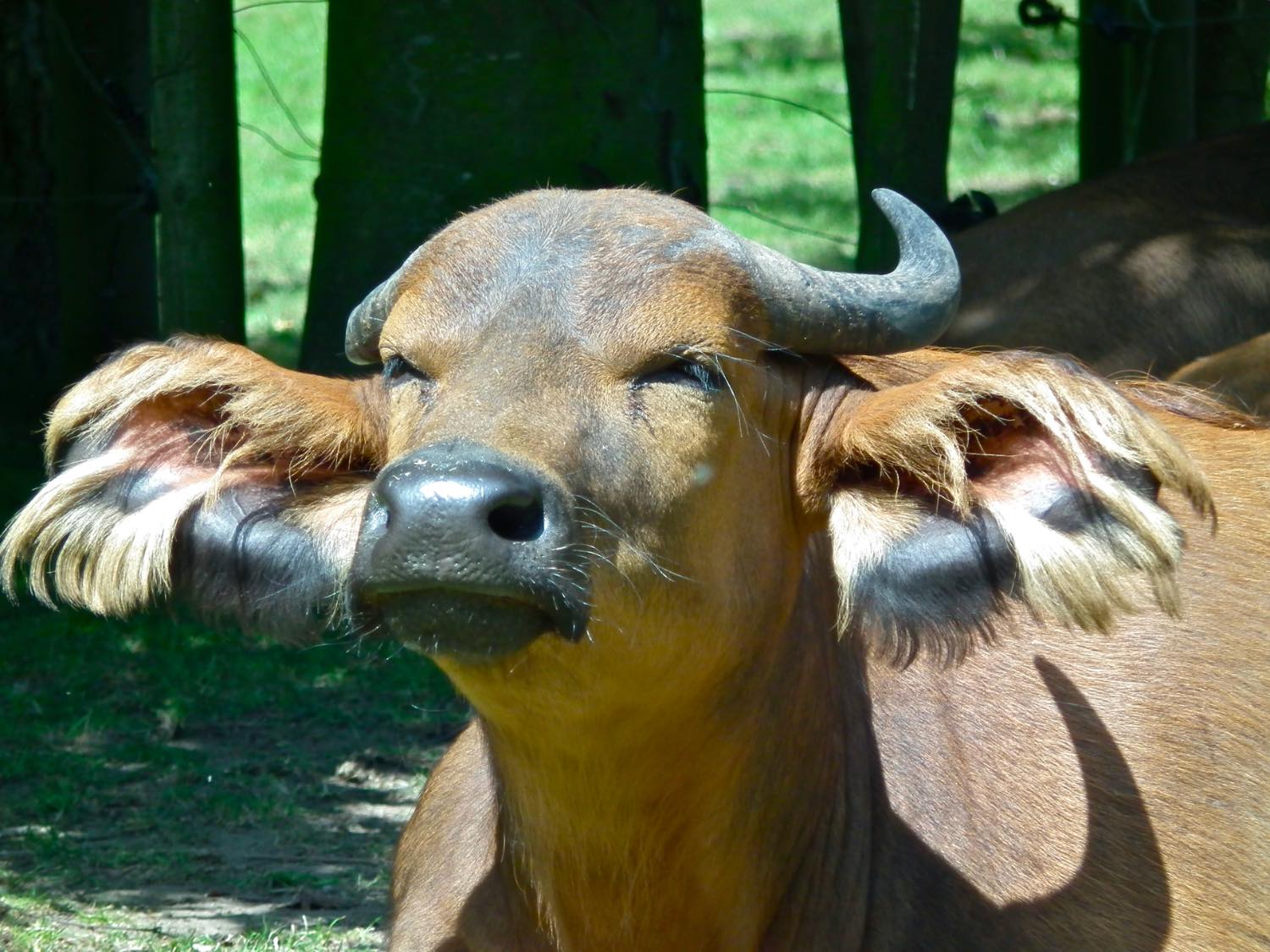 Solve Dwarf Buffalow, Big Ears jigsaw puzzle online with 99 pieces