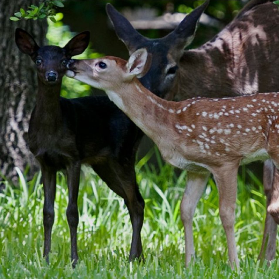 Solve Mamma and Her Fawns. One is a Rare Black Fawn. jigsaw puzzle ...