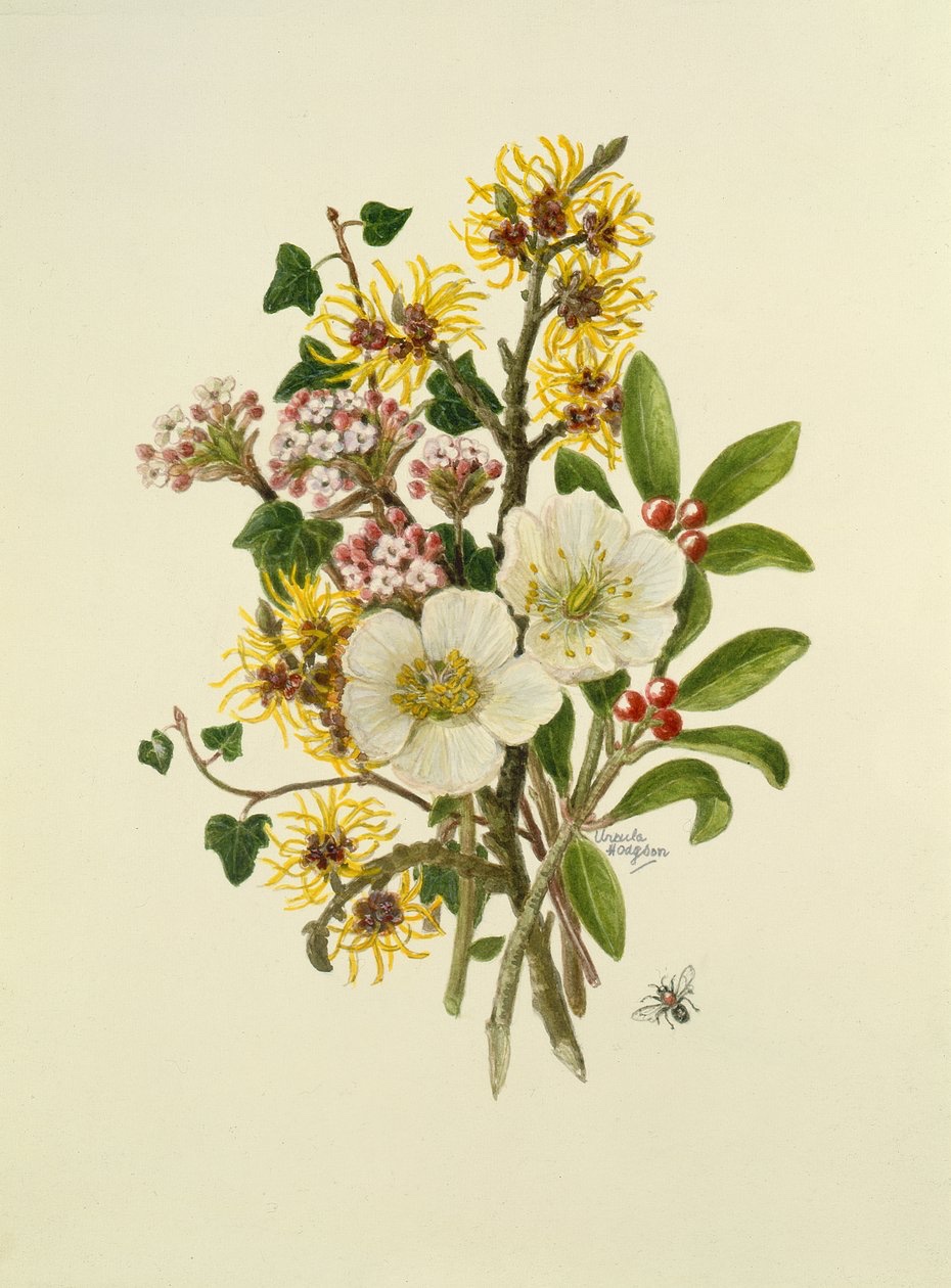 Solve Ursula Hodgson - Skimmia Japonica, Hammemelus, Viburnum and ...